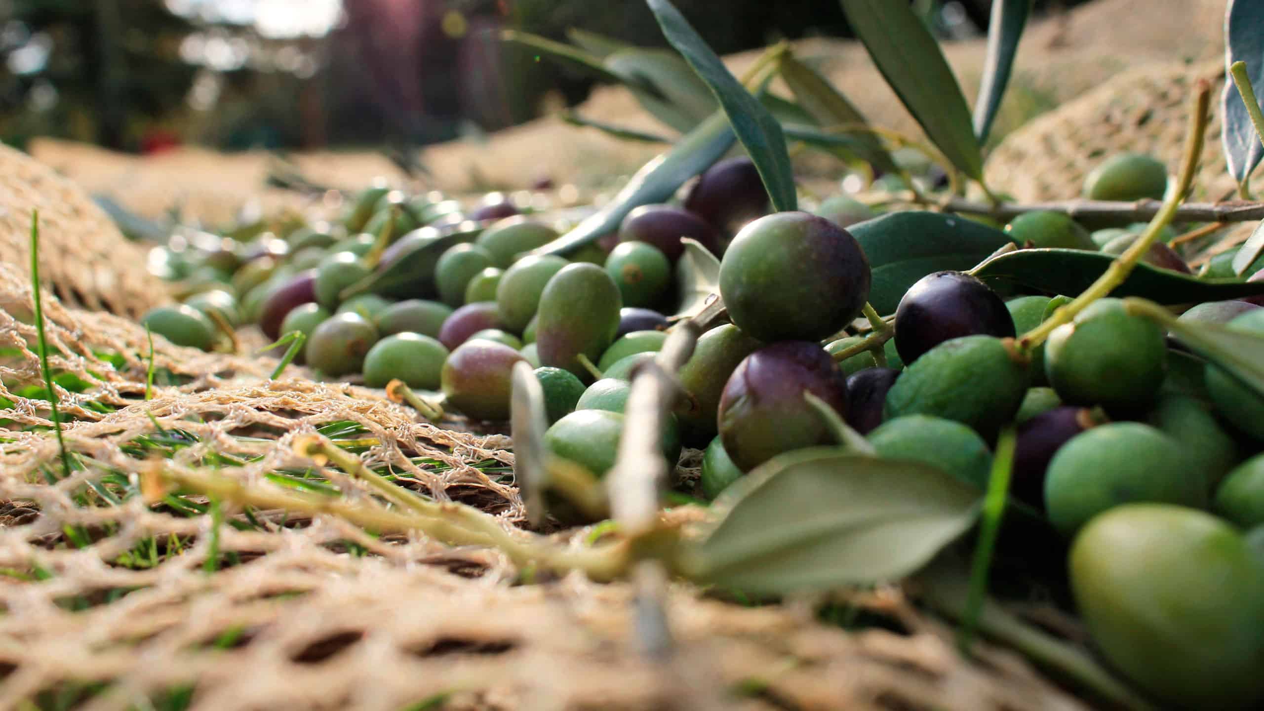 Frantoio, Variedad Italiana de la Toscana - Pradolivo